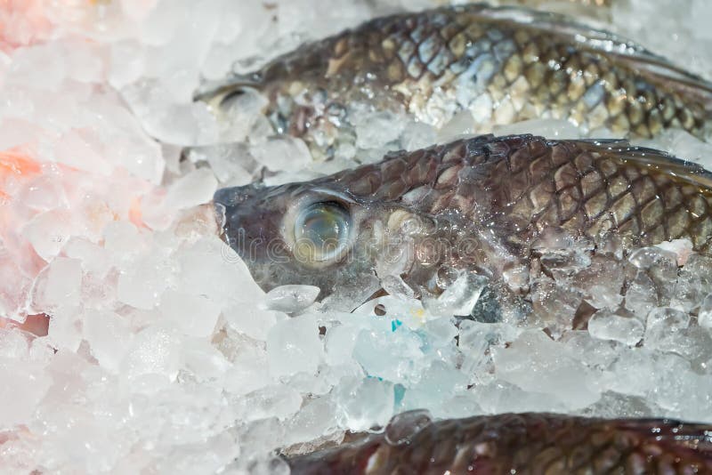Fresh Fish on Ice Display in a Supermarket Stock Photo - Image of ...