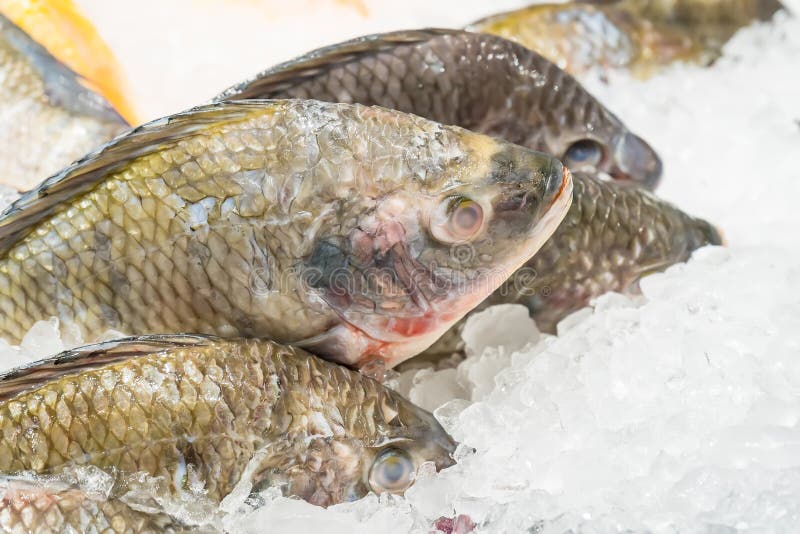 Fresh Fish on Ice Display in a Supermarket Stock Photo - Image of ...