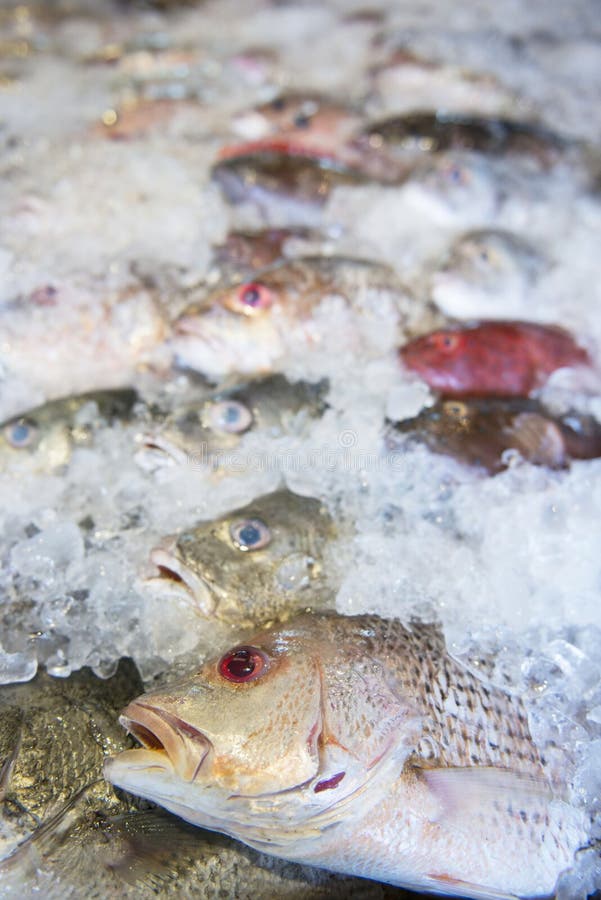 Fresh Fish in Ice Fresh for Cooking Stock Image - Image of life, fresh ...
