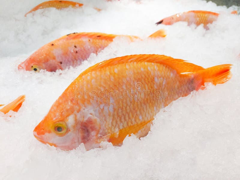 Fresh Fish on Ice in the Market, Raw Fish Red Tilapia Stock Photo ...