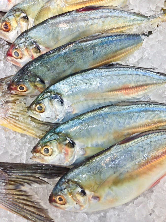 Fresh fish on ice stock image. Image of bass, mullet - 31408617