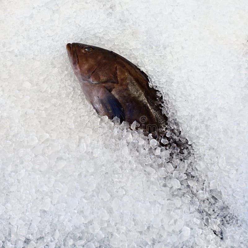 Fresh fish on Ice stock image. Image of fishery, dinner - 78997727