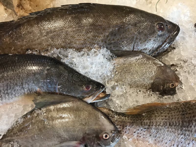 Fresh fish in ice plate stock photo. Image of fish, plate - 105580518