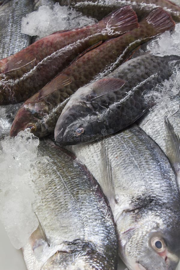 Fresh fish on ice stock photo. Image of meal, healthy - 57882176