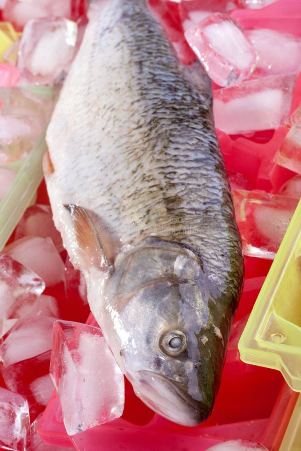 Fresh fish stock image. Image of plate, nature, healthy - 33216363