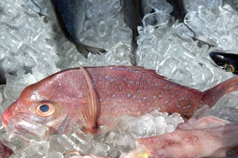 Fresh fish on ice stock photo. Image of dinner, menu - 32633612