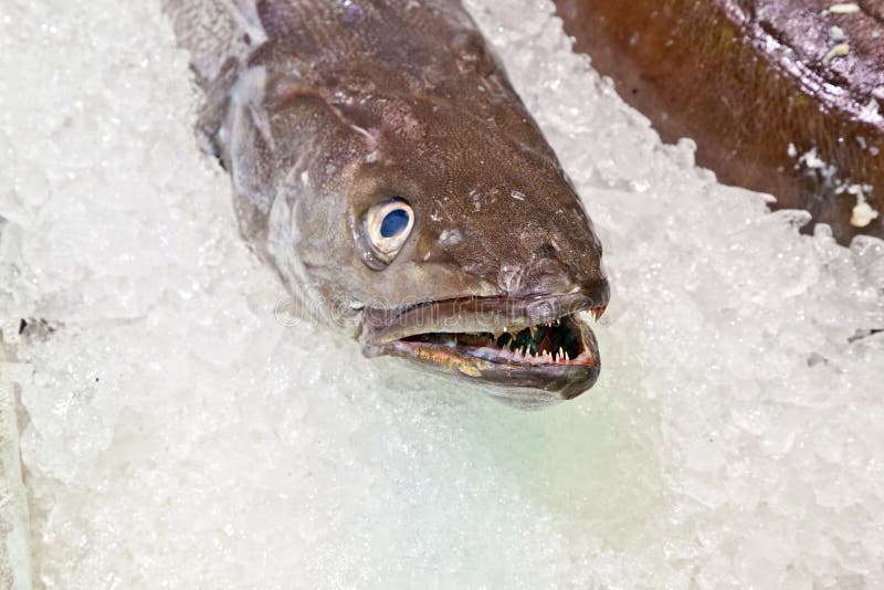 Fresh Fish on Ice for Selling at Stock Photo - Image of mouth, quality ...
