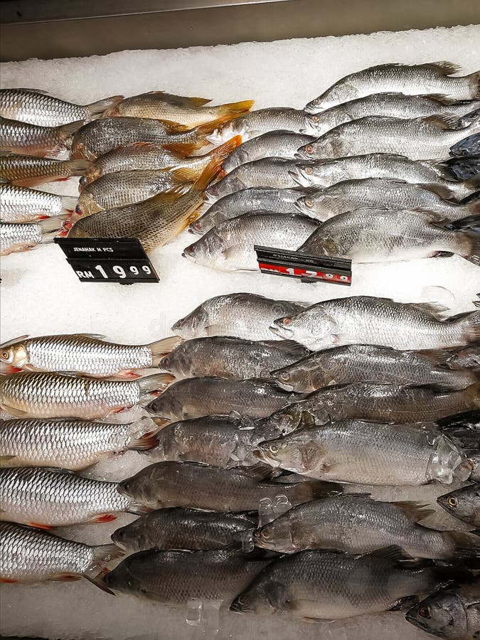 Fresh Fish on Ice for Selling at the Market. Stock Photo - Image of ...