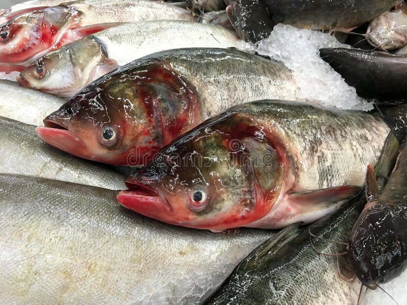 Fresh fish stock photo. Image of fresh, seafood, shelf - 77430164