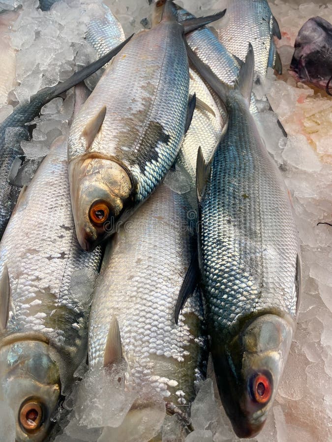 Fresh Fish on Ice, Fish in the Supermarket Stock Image - Image of fresh ...