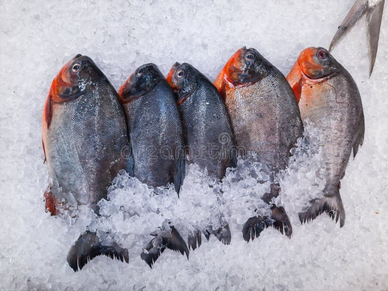 Fresh Fish on Ice in a Supermarket Stock Image - Image of fish, bird ...