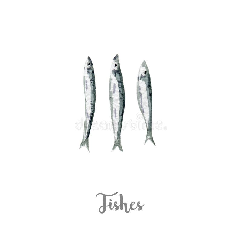 Fresh Fish Illustration. Hand Drawn Watercolor on White Background ...