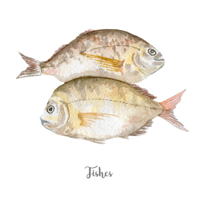Fresh Fish Illustration. Hand Drawn Watercolor on White Background ...
