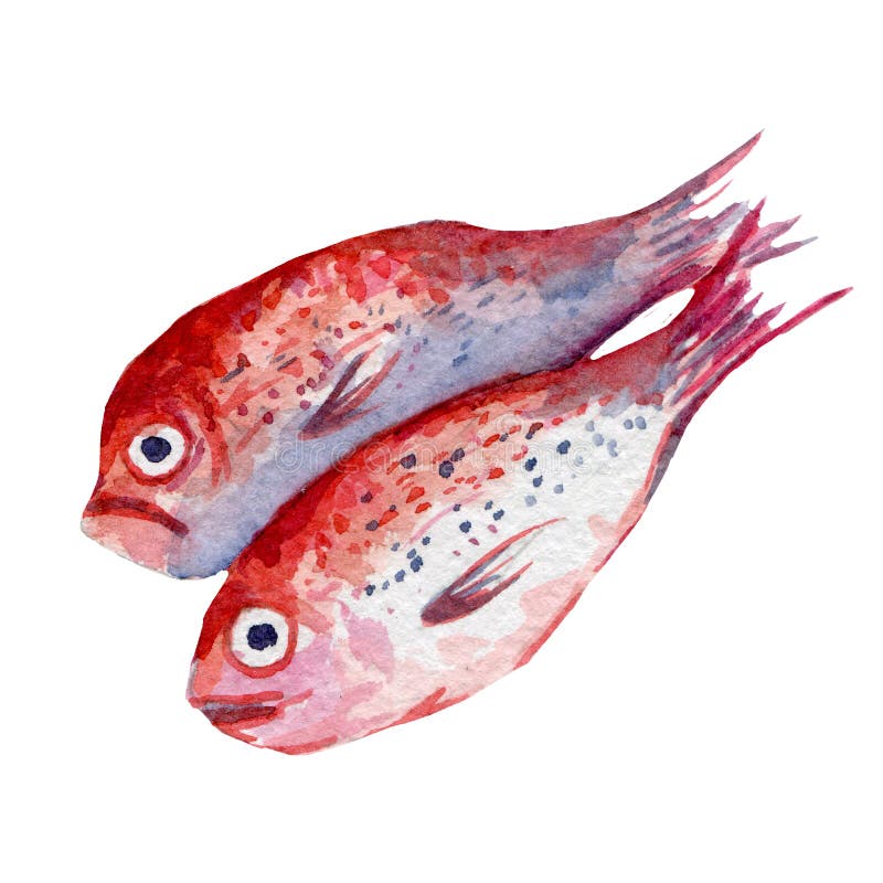 Fresh Fish Illustration. Hand Drawn Watercolor on White Background ...