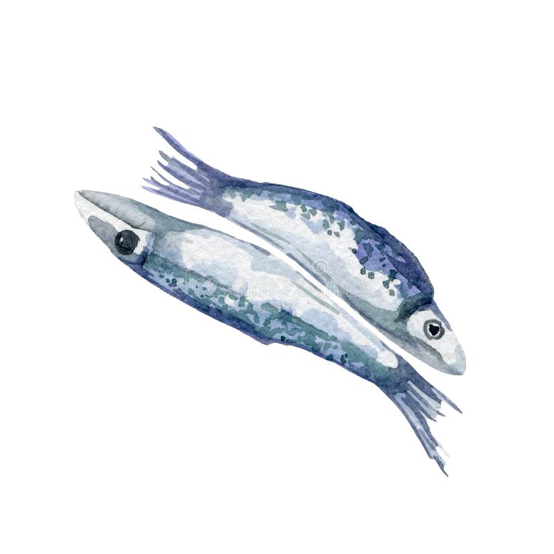 Fresh Fish Illustration. Hand Drawn Watercolor on White Background ...