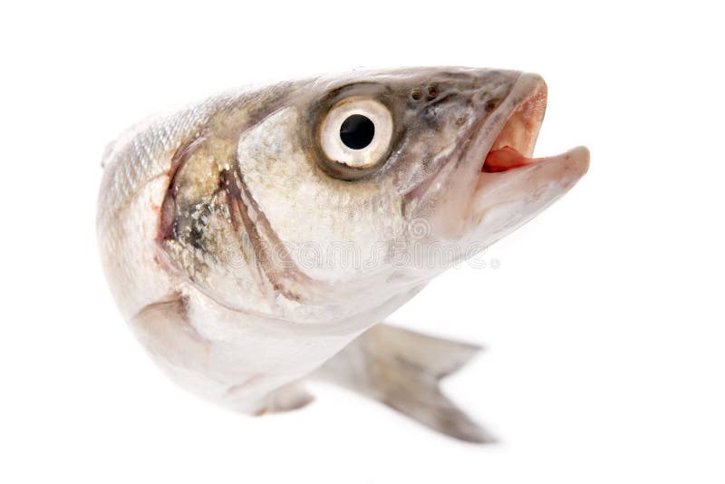 Fresh Fish Isolated on White Stock Photo - Image of expressive, breathe ...