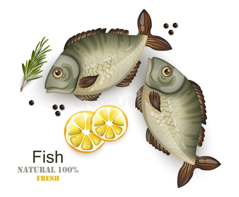 Fresh Fish Isolated on White Vector Realistic. 3d Illustrations Stock ...