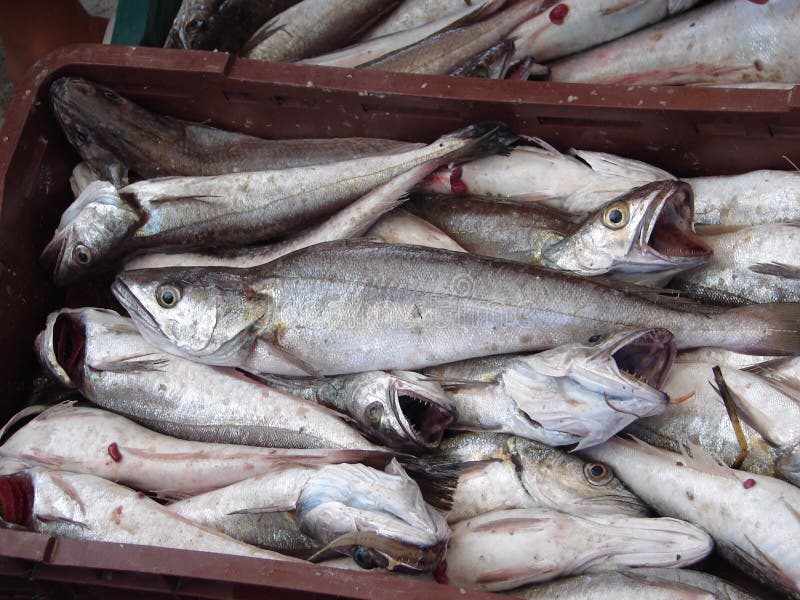 Fresh fish stock image. Image of caught, fresh, fish - 99797143