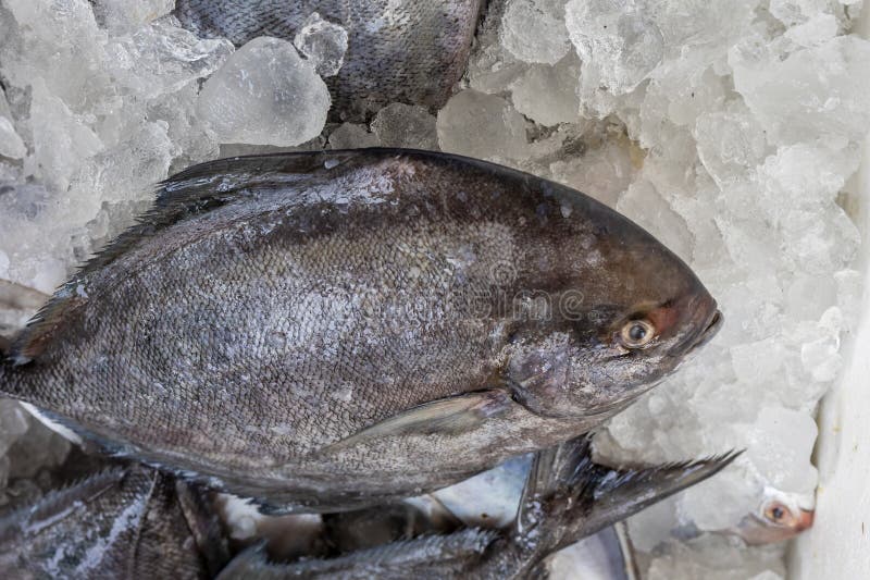 Fresh Fish Kept at Snow Box at Retail Shop for Sale at Day from ...
