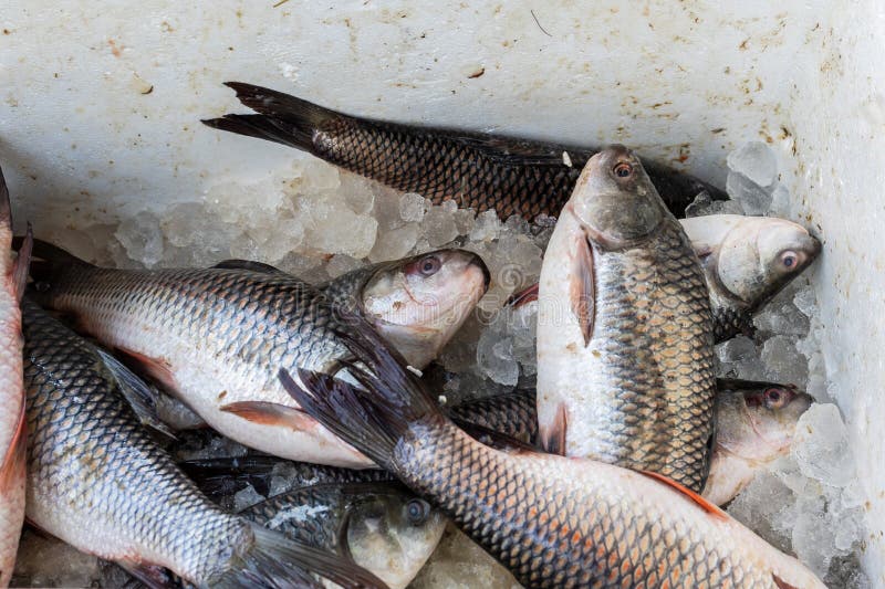 Fresh Fish Kept at Snow Box at Retail Shop for Sale at Day from ...