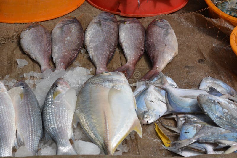 Fresh India Kochi Market Seafood Stock Photos - Free & Royalty-Free ...