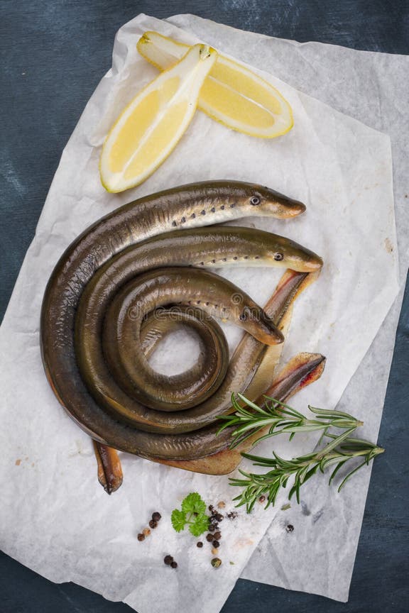 Fresh fish lamprey stock photo. Image of rosemary, seafood - 67007234