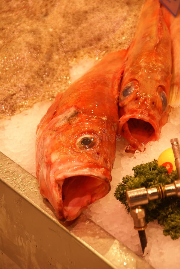 Fresh Fish with Large Open Mouths Editorial Stock Image - Image of ...