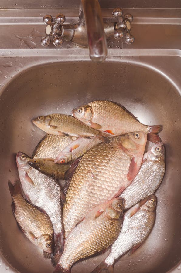 Fresh Fish Lie in the Sink before Gutting and Cleaning Stock Photo ...