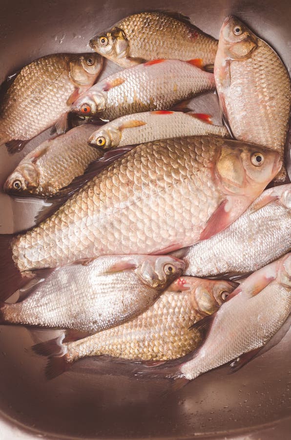 Fresh Fish Lie in the Sink before Gutting and Cleaning Stock Photo ...