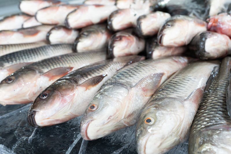 Fresh Fish Lies on Ice in a Supermarket Stock Image - Image of aisle ...