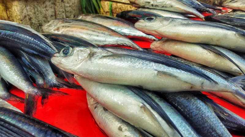 Fresh fish at local market stock photo. Image of cuisine - 220165620