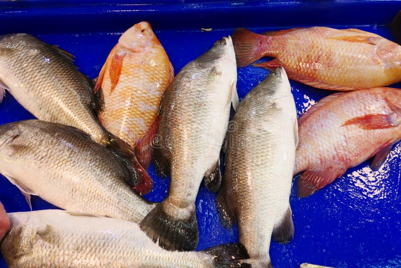 Fresh fish stock image. Image of gourmet, delicious - 172339607