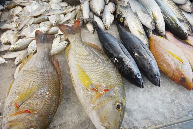 Fresh fish stock image. Image of omega, lunch, ingredient - 263070729