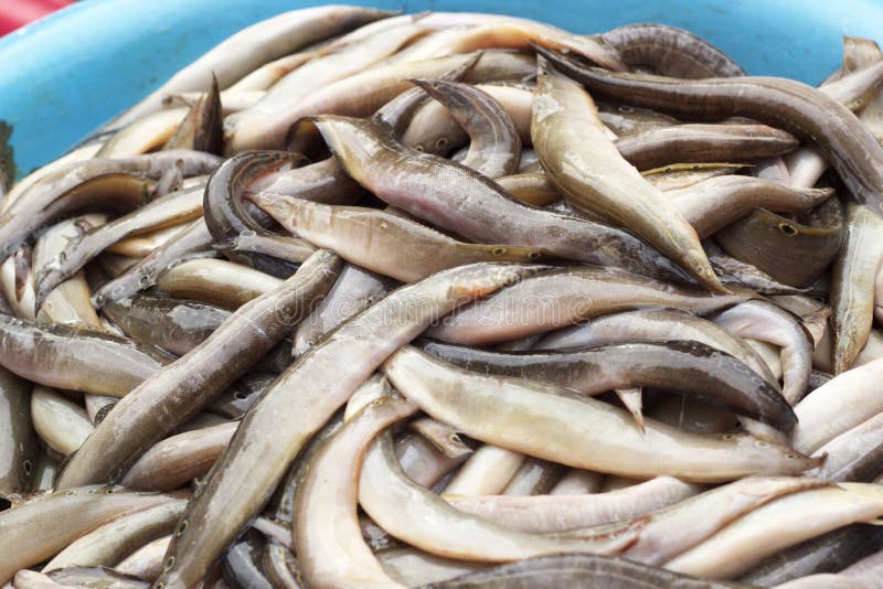 Fresh fish stock photo. Image of cook, fishing, delicatessen - 49163888