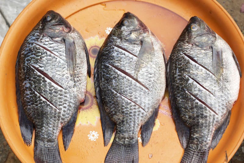 Fresh fish stock image. Image of commercial, cook, catering - 49163897