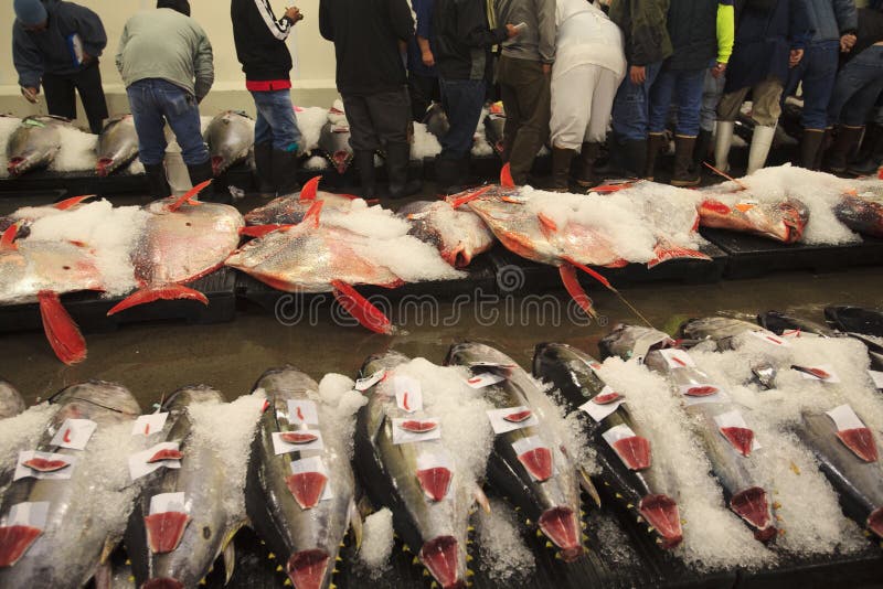 Fresh Fish at the daily Market Auction Stock Photo - Image of opah ...