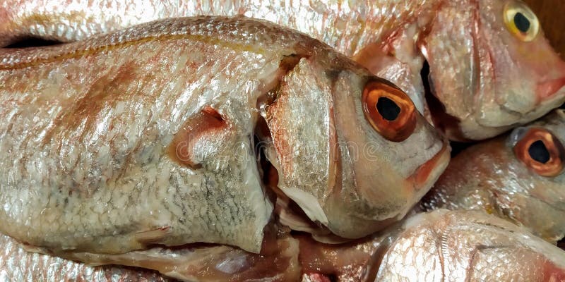 Fresh Fish stock photo. Image of peixe, pargo, mercado - 136913712