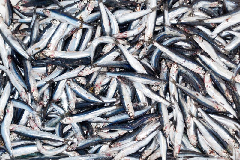 Fresh fish stock photo. Image of fishing, offer, fish - 11461258