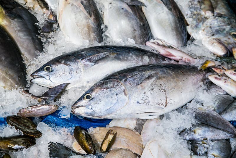 Fresh Fish on Fish Market in Hurghada City, Egypt Stock Image - Image ...