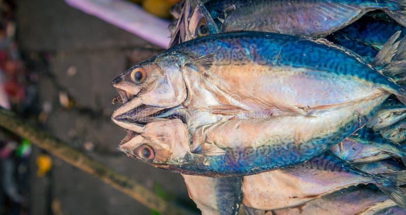 Fresh fish Market in Peru stock image. Image of nutrition - 153064417
