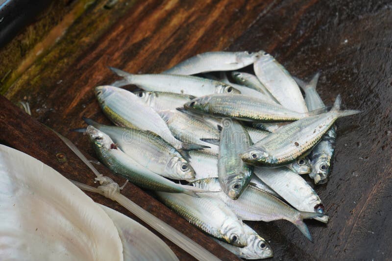 Fresh Fish Market Puri Sea Beach Stock Photos - Free & Royalty-Free ...