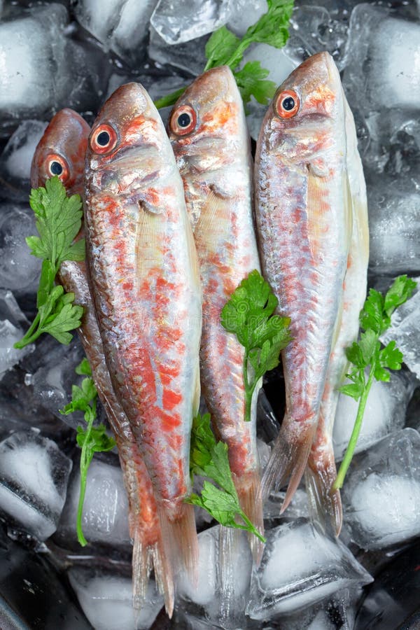 Mullus Barbatus Red Mullet for Sale at a Turkish Market Stock Photo ...
