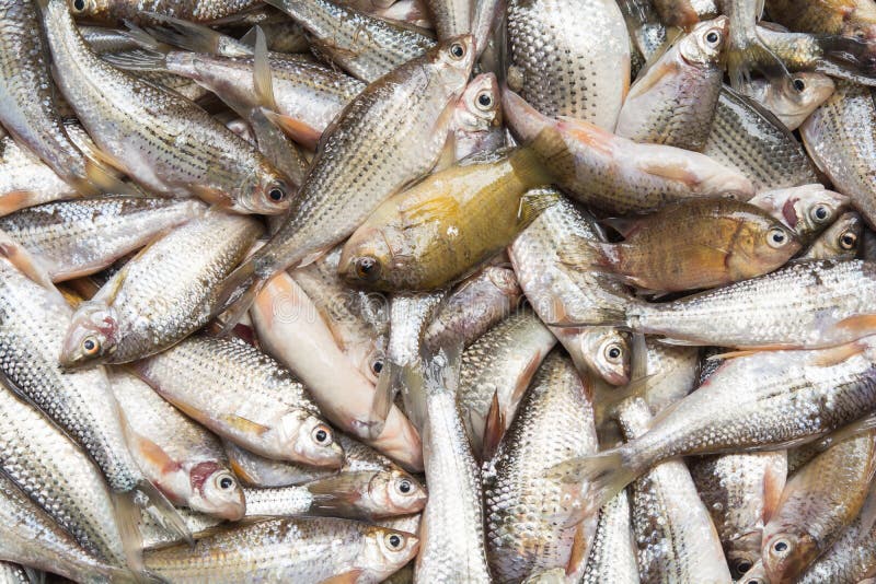 Freshwater Edible Fish