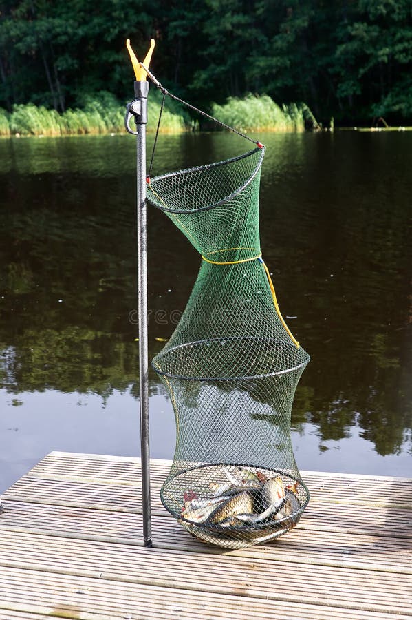 Fresh fish in net stock photo. Image of fresh, lake, basket - 60997308