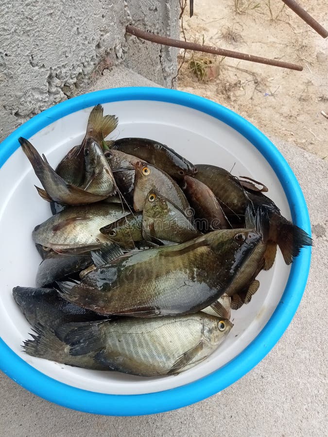 Fresh Fish Obtained by Fishing in the River Stock Photo - Image of ...