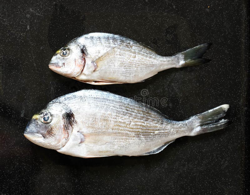 Gourmet Orata Fish Dinner stock image. Image of italian - 12476015