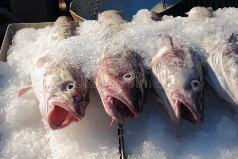 Fresh Fish, Pacific Cod stock photo. Image of catch, saltwater - 22169208