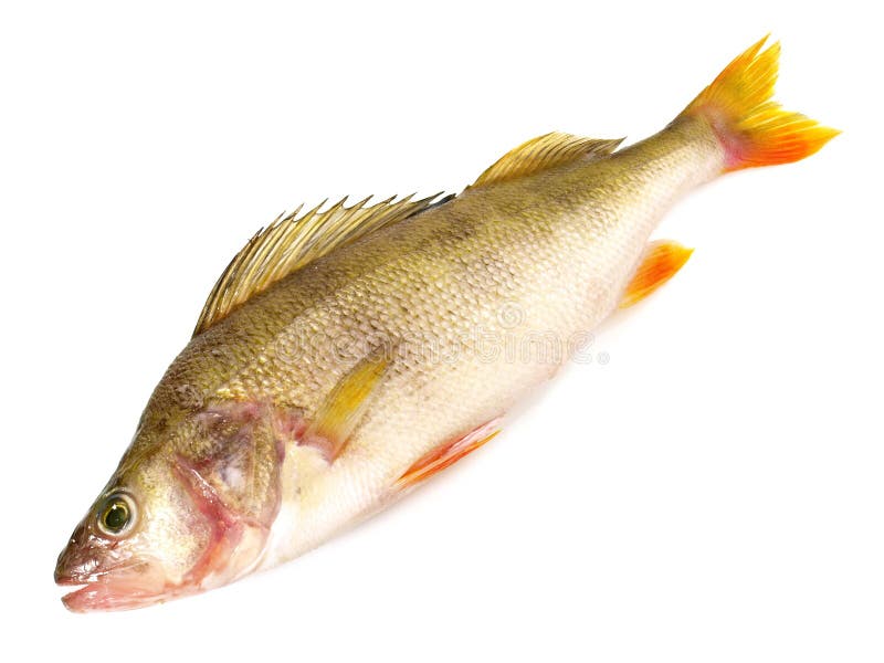 Fresh Fish - Perch stock photo. Image of farm, isolation - 146824890
