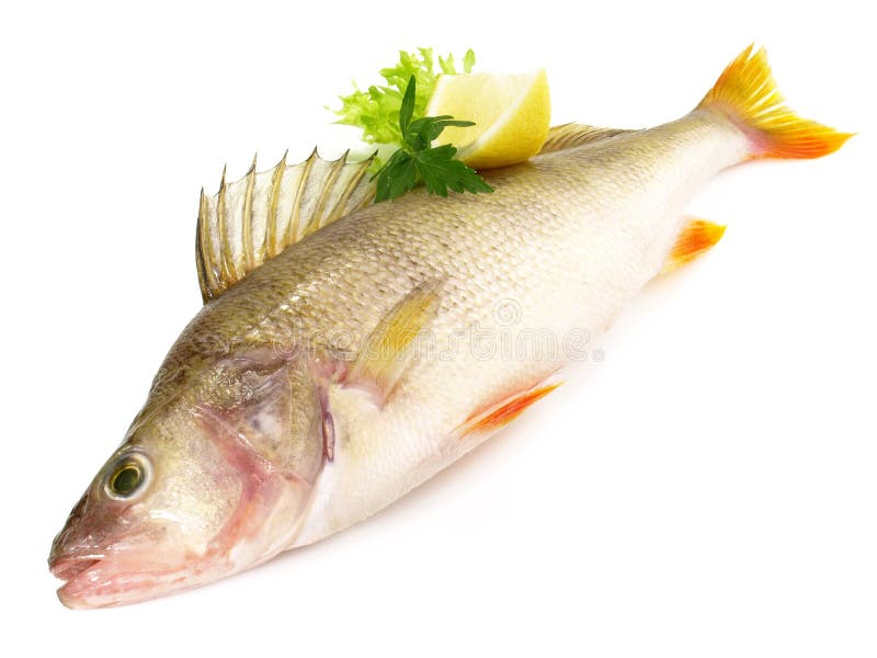 Fresh Fish - Perch stock image. Image of isolation, fish - 210986269