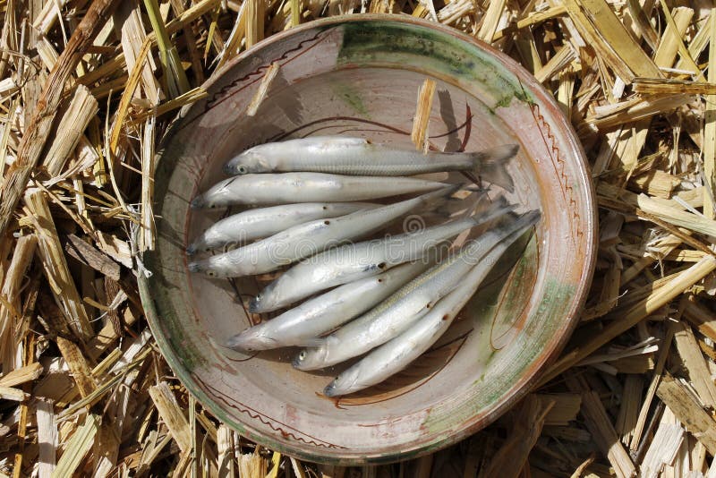 Fresh Fish in Peruvian Andes. Stock Photo - Image of andes, peru: 26209266